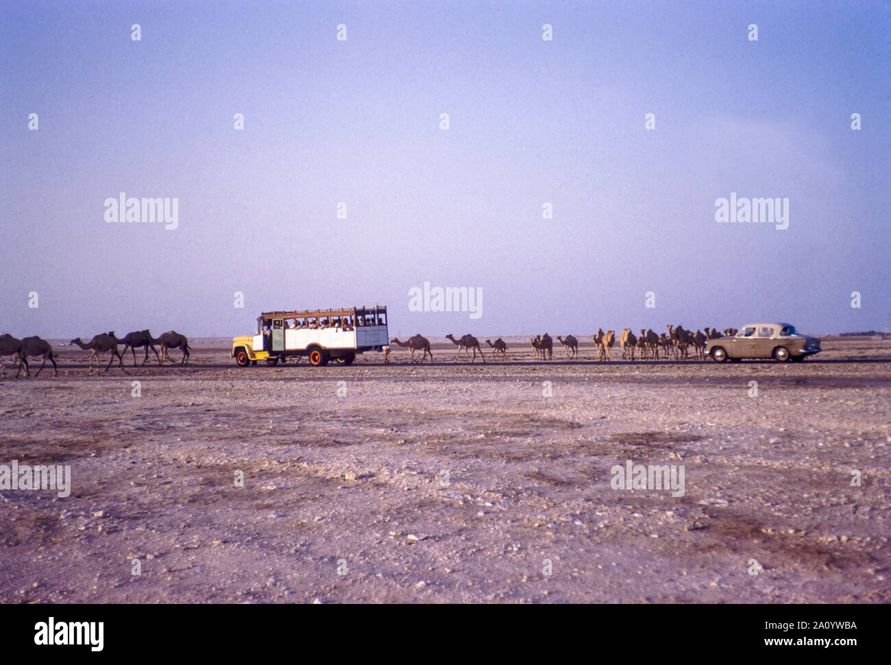 A school bus transporting children across the desert in Bahrain ...