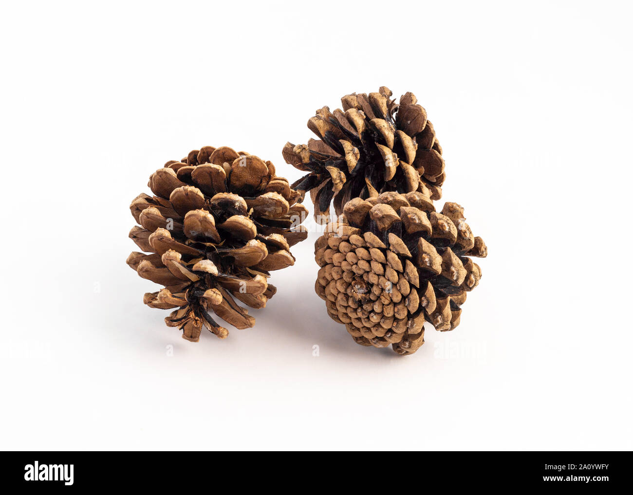 Pinecone scale hi-res stock photography and images - Alamy Pinecone scale hi-res stock photography and images - Alamy