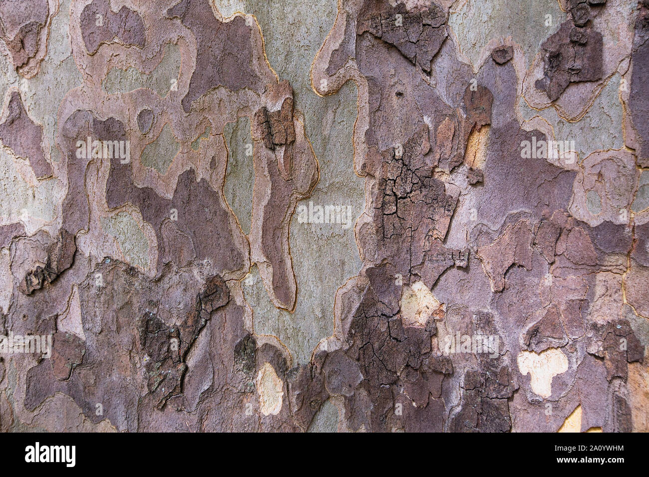Camouflage background of texture of American Sycamore Tree bark ...