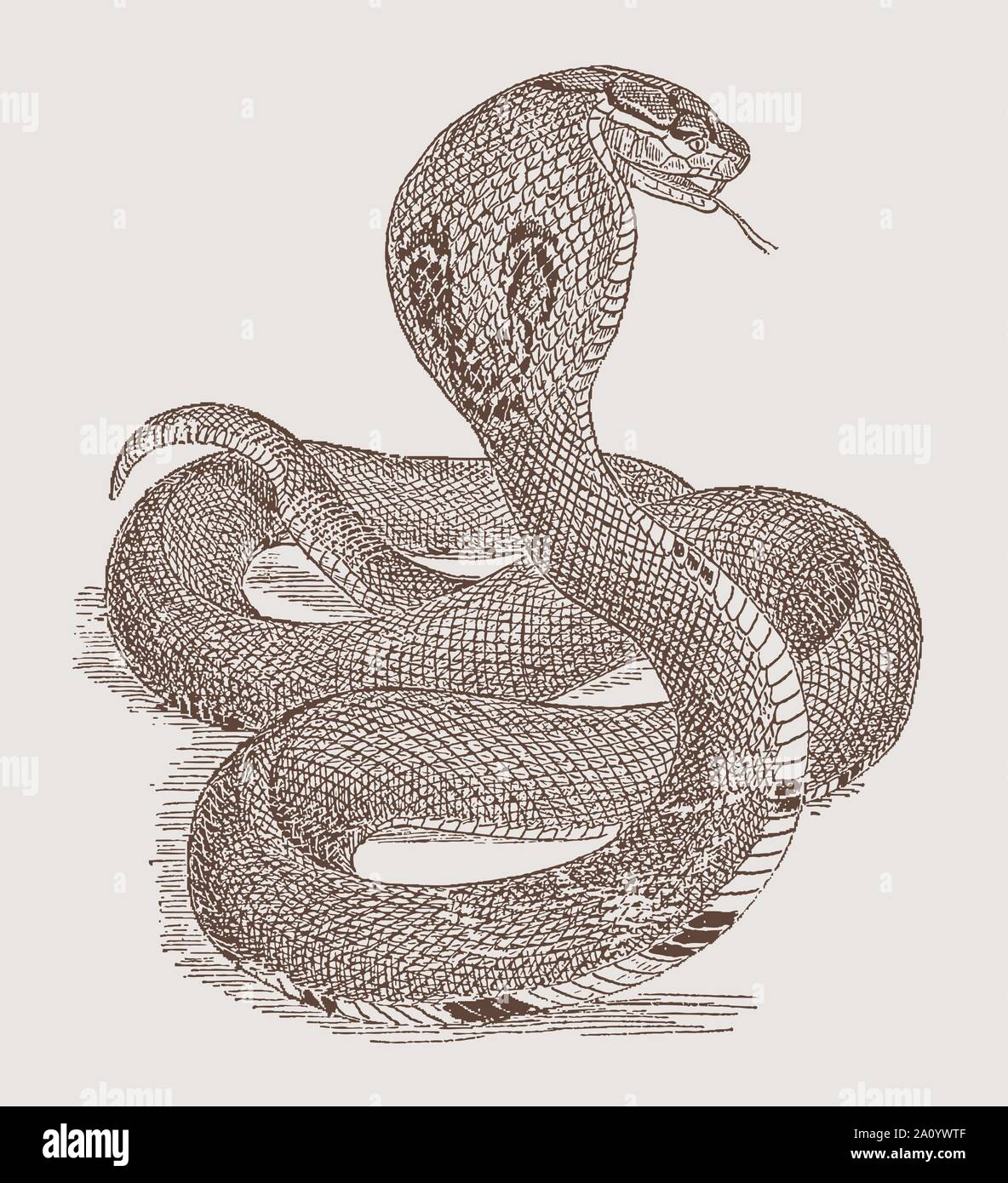 Indian cobra (naja) in back view in defensive posture. Illustration ...