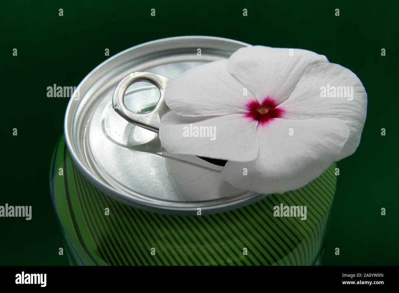 Soda drink can and flower. Soda drink tin and flower. Nature and ...