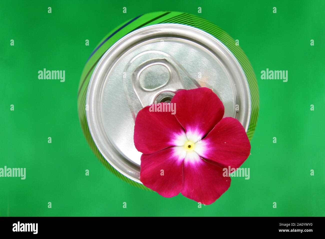 Soda drink can and flower. Soda drink tin and flower. Nature and ...