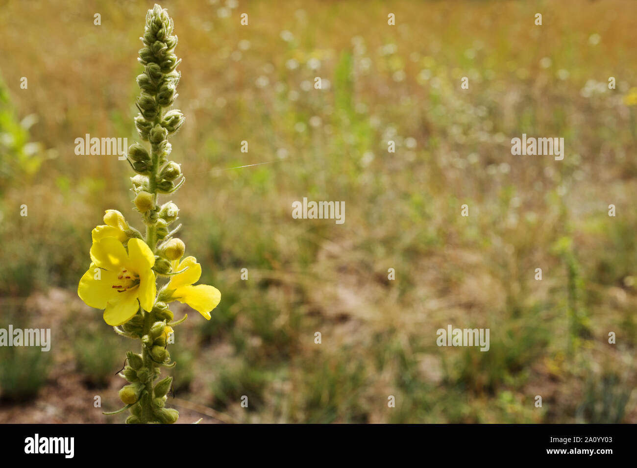 Verbascum thapsus, the great mullein or common mullein in blossom ...