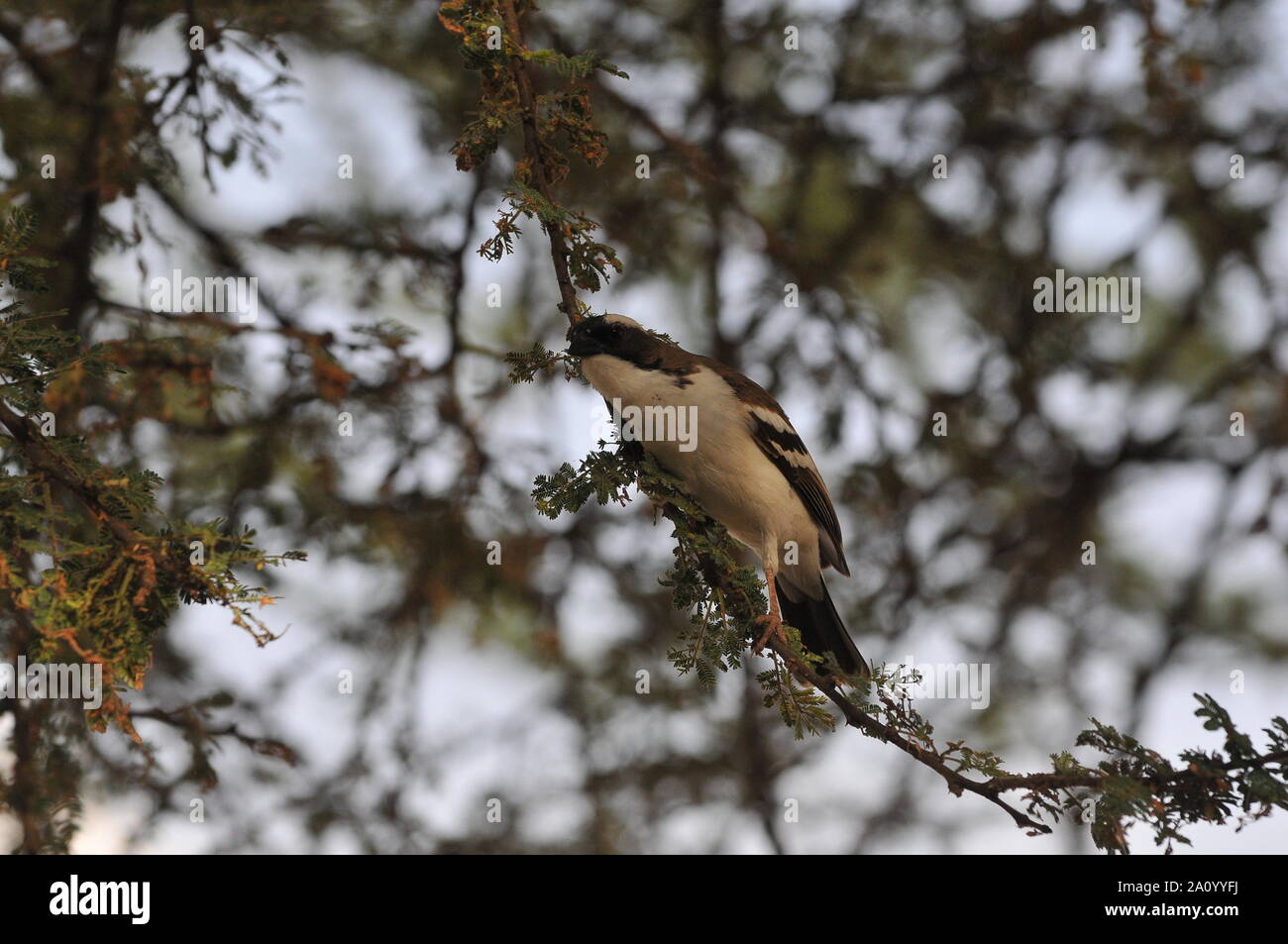 Birds of Lake Tana Stock Photo - Alamy