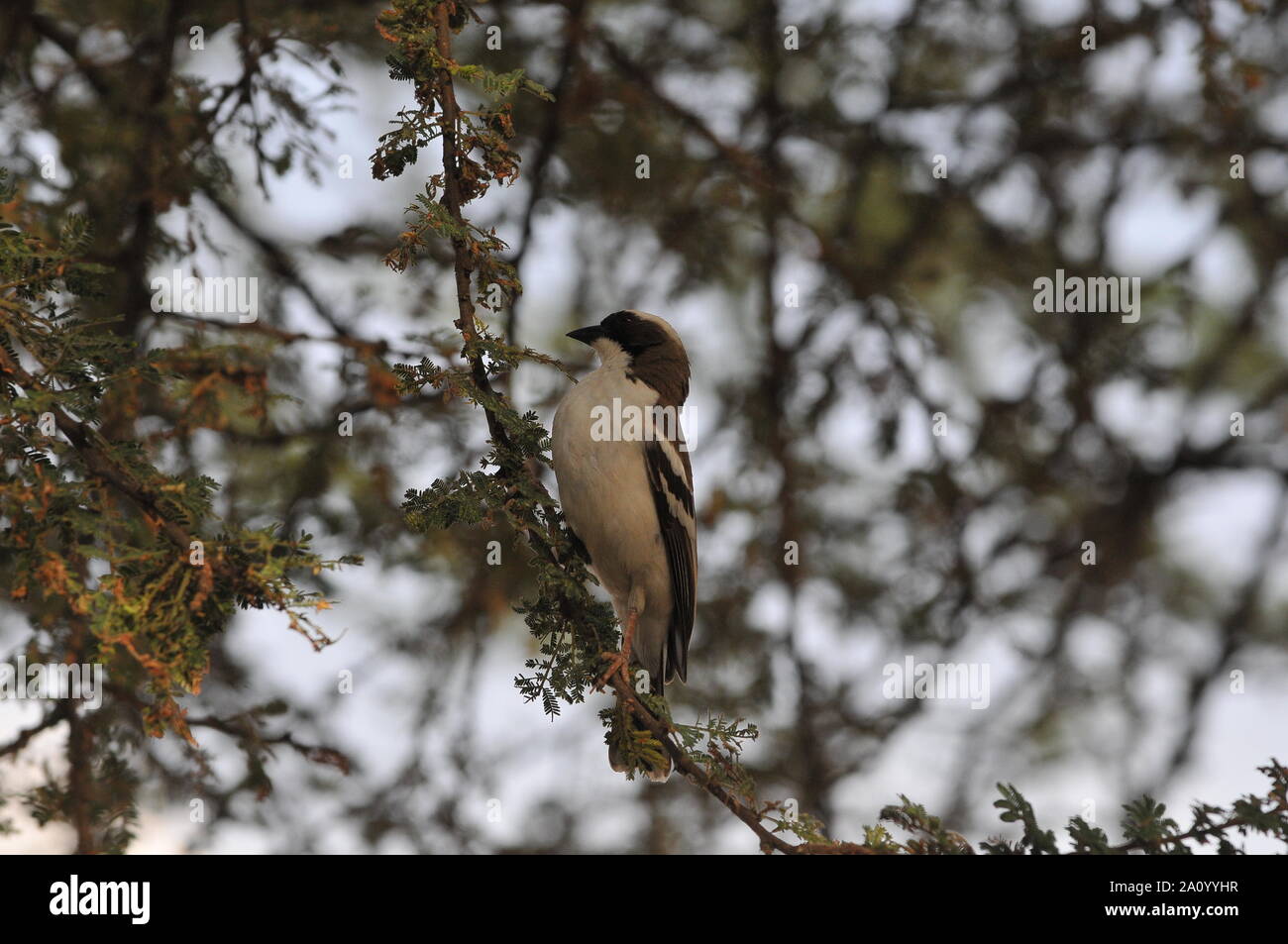 Birds of Lake Tana Stock Photo - Alamy