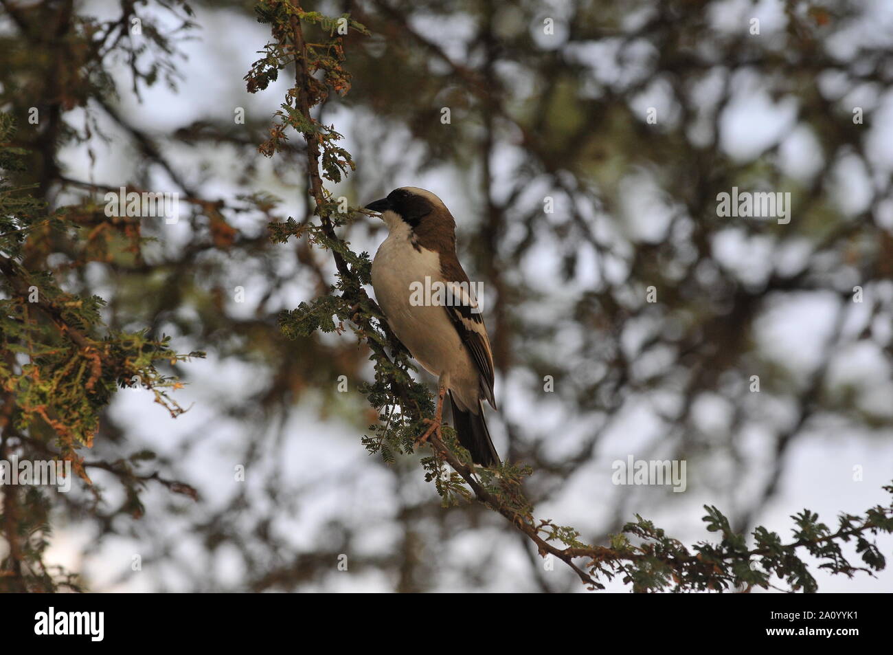 Birds of Lake Tana Stock Photo - Alamy
