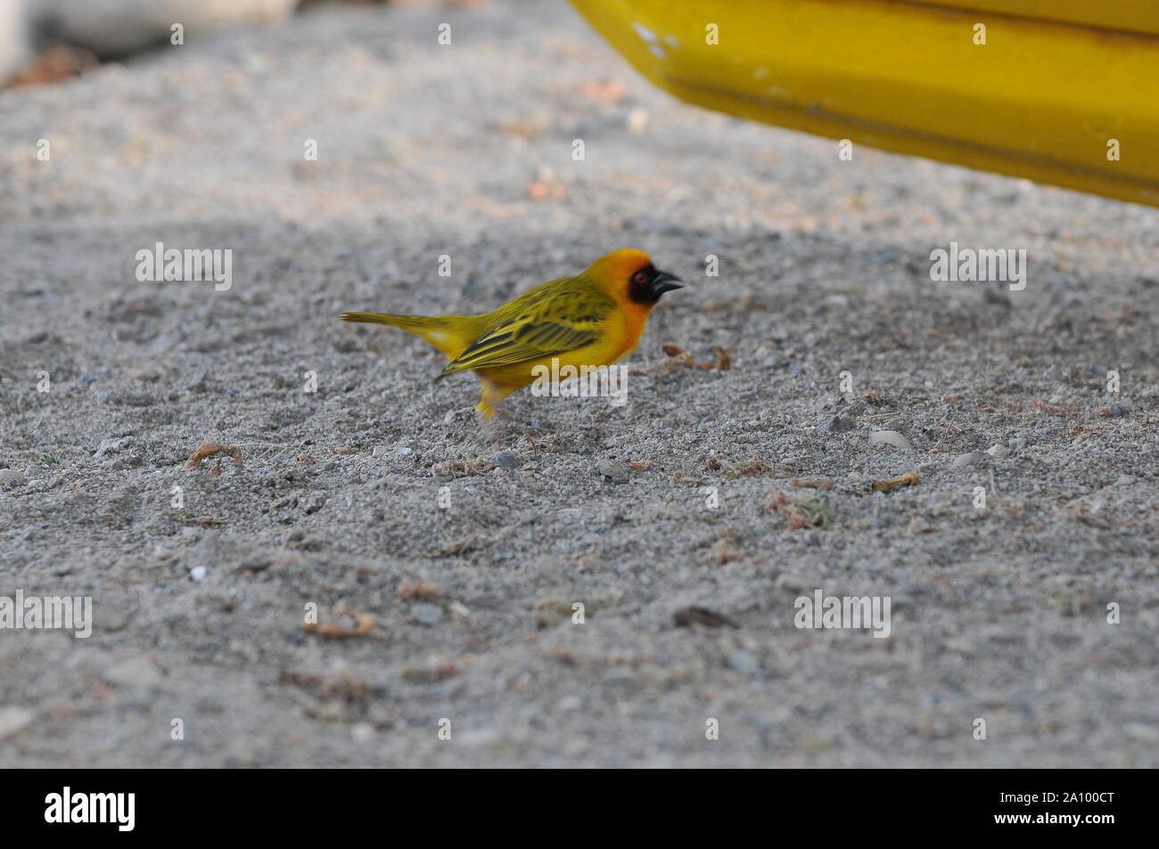 Colored little bird Stock Photo - Alamy