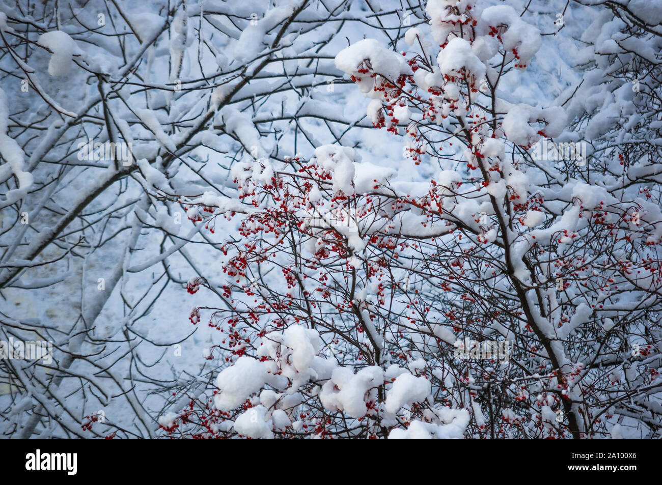 Rowan tree, mountain ash, with red berries in the snow, winter ...