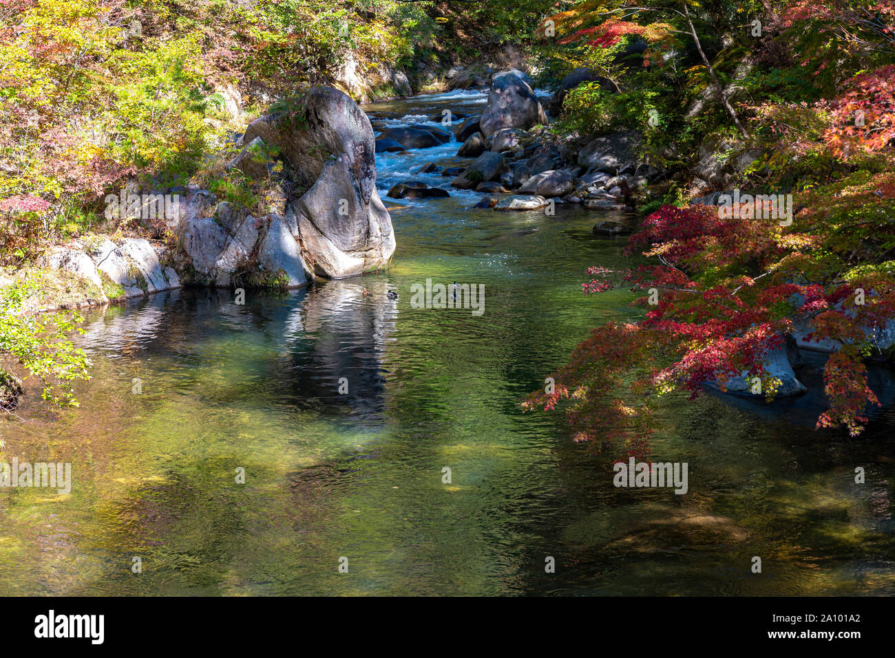 Mitake Shosenkyo Gorge Autumn foliage scenery view in sunny day. Beauty ...