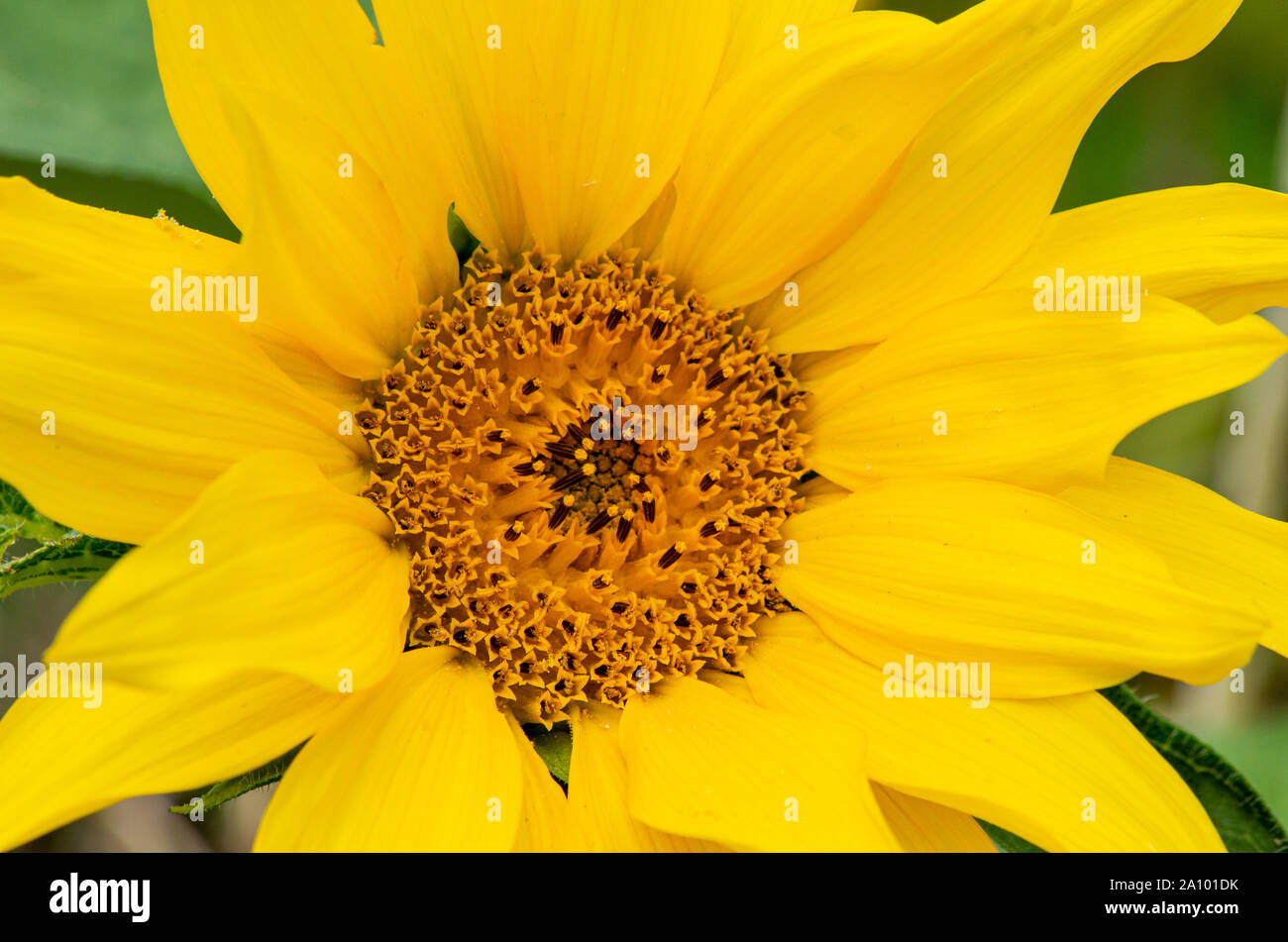 Sun flower head hi-res stock photography and images - Alamy