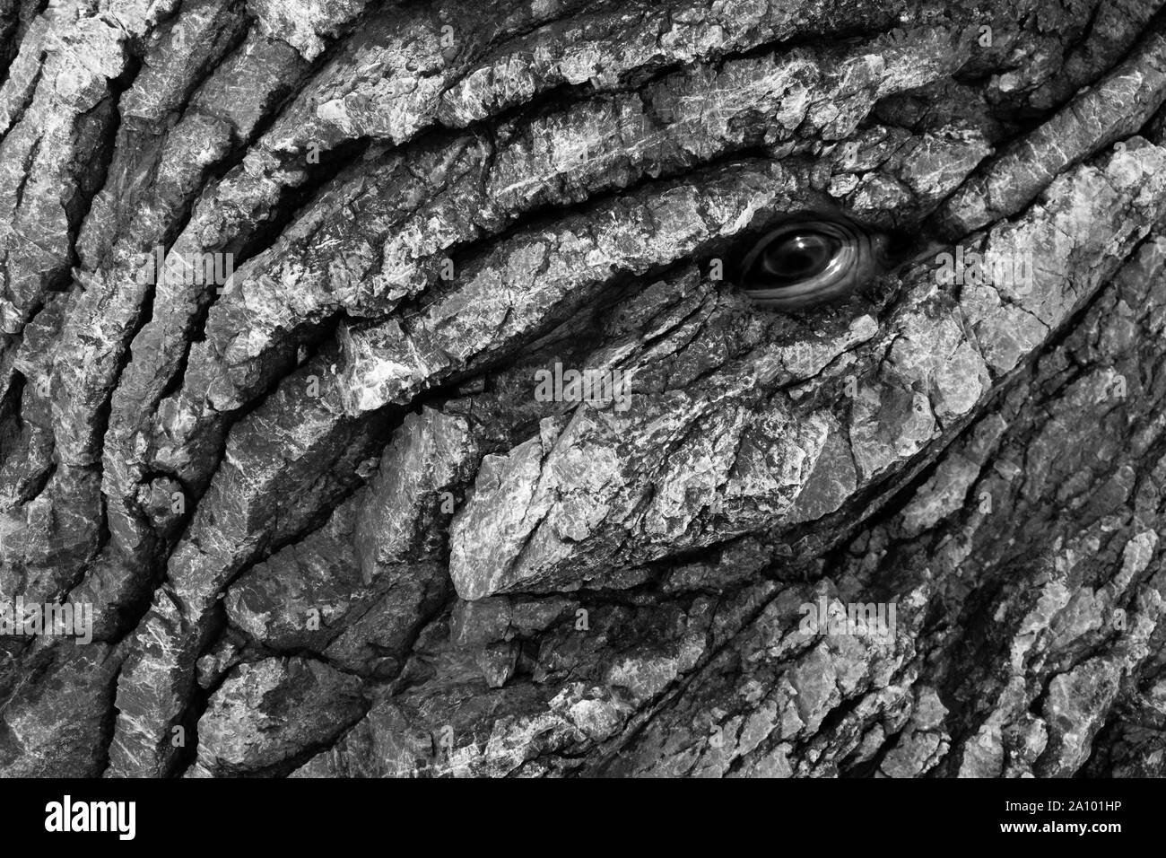 Surreal tree head hi-res stock photography and images - Alamy