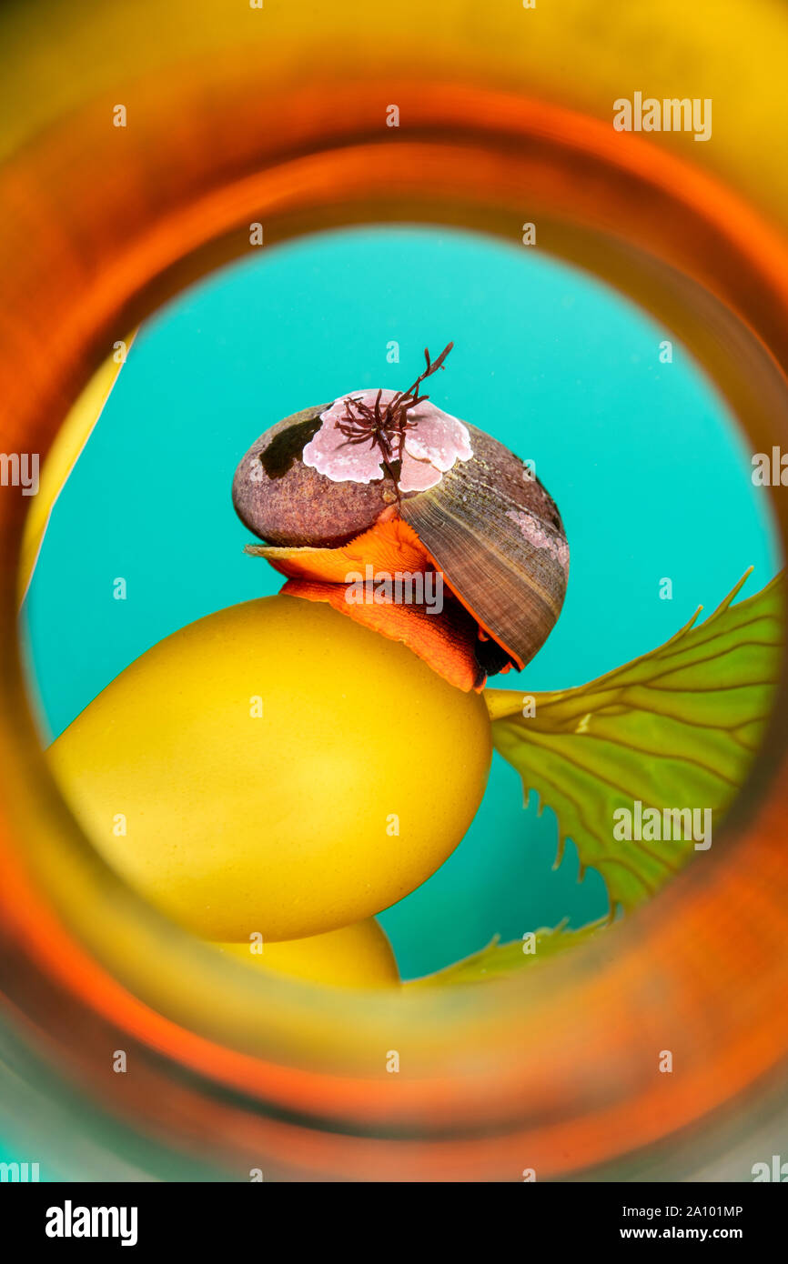 Kelp snail hi-res stock photography and images - Alamy