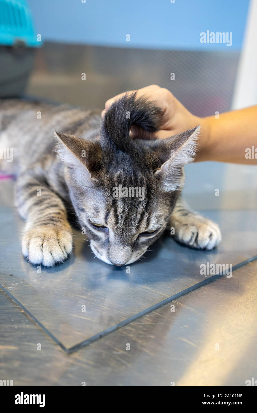 Sedated cat hold by a veterinarian on a examination table Stock Photo ...