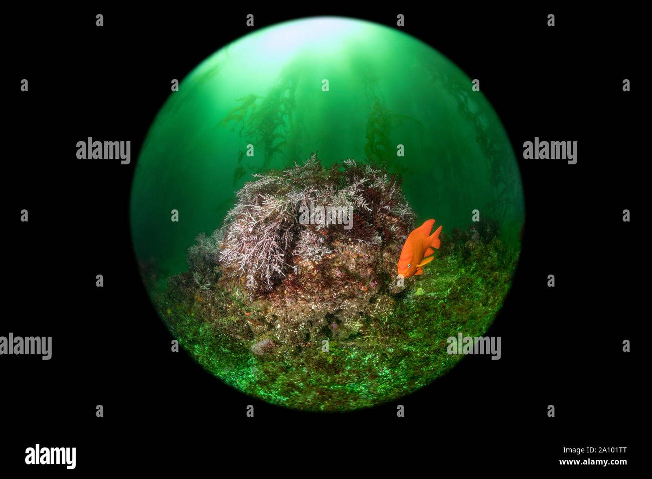 A small reef along side of a kelp bed in California's Channel Islands ...