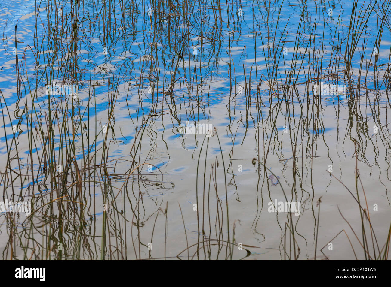 Blue sky and cloudy refection on rippled water with reeds Stock Photo ...