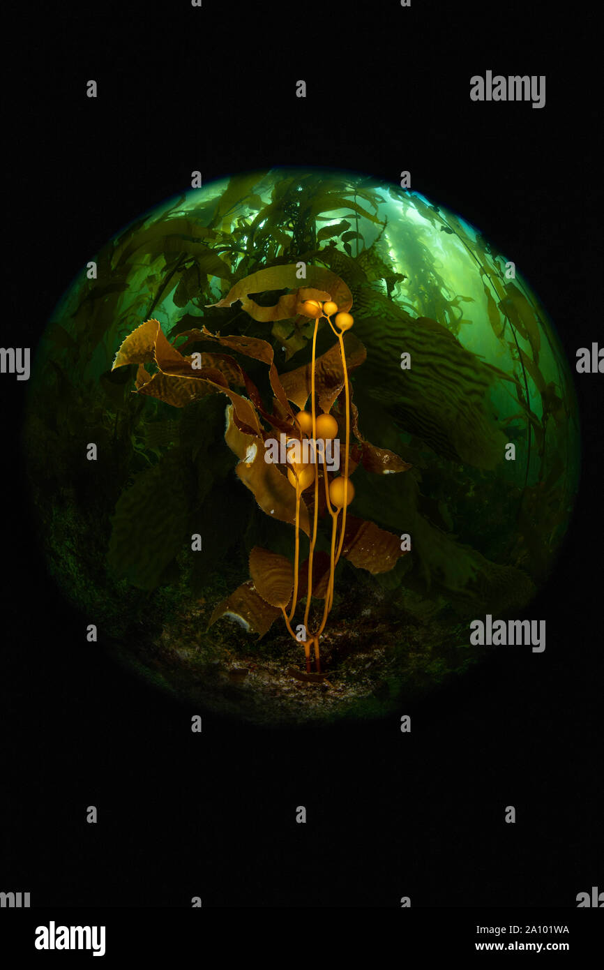 Controlled light illuminates a small area of kelp, highlighting the ...