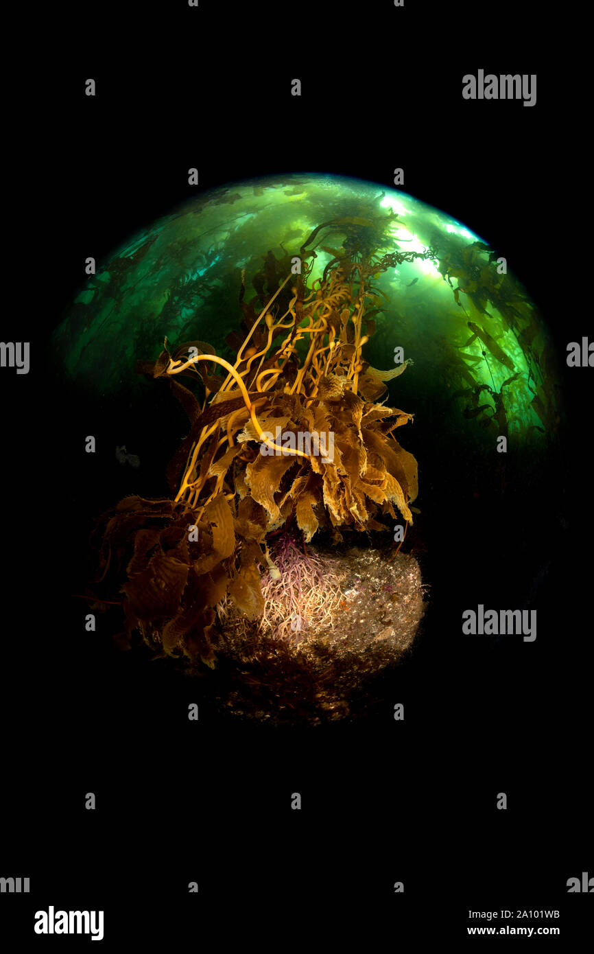 Controlled light illuminates a small area of kelp, highlighting the ...