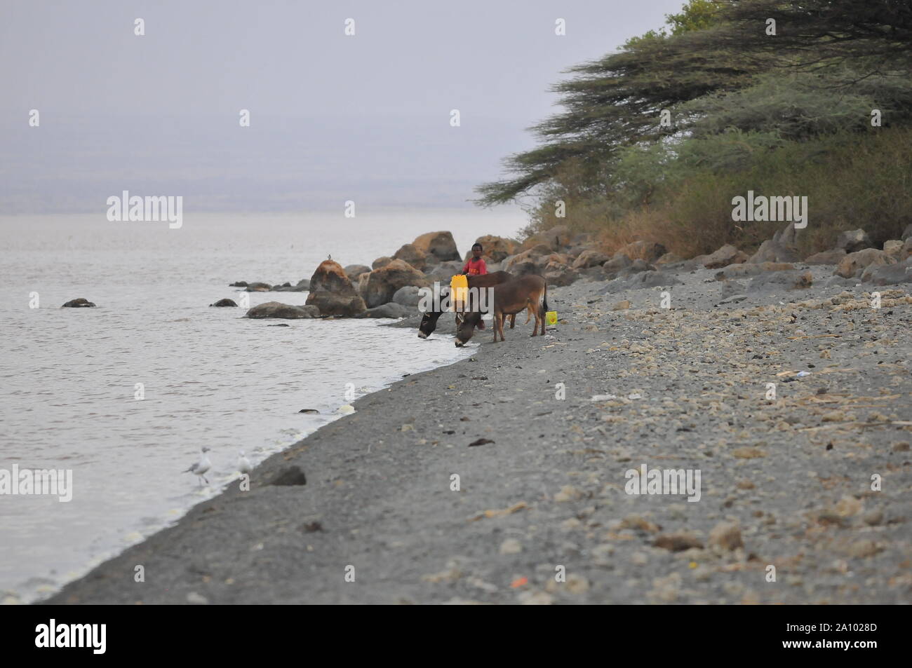 On the banks of Langano lake Stock Photo - Alamy