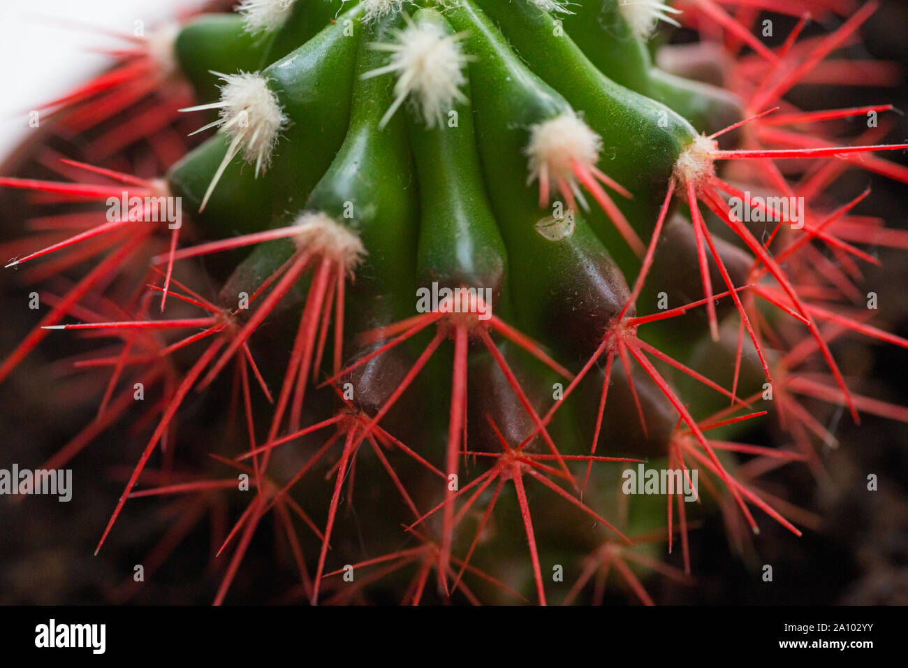 Coral red needles of a cactus. Desert Barrel Cactus close-up. New white ...