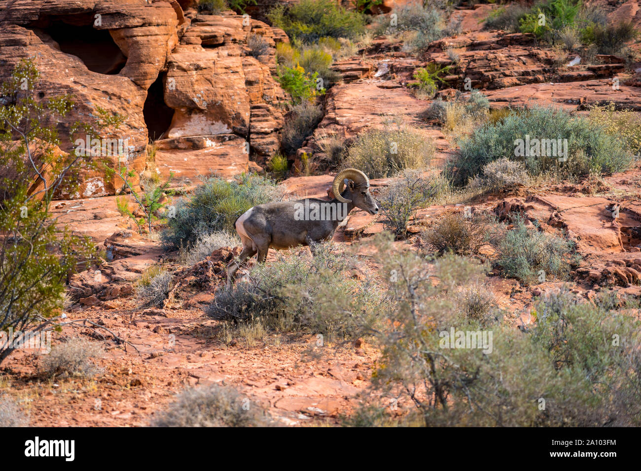 Wild ram in Valley of Fire State Park, Nevada, USA Stock Photo - Alamy