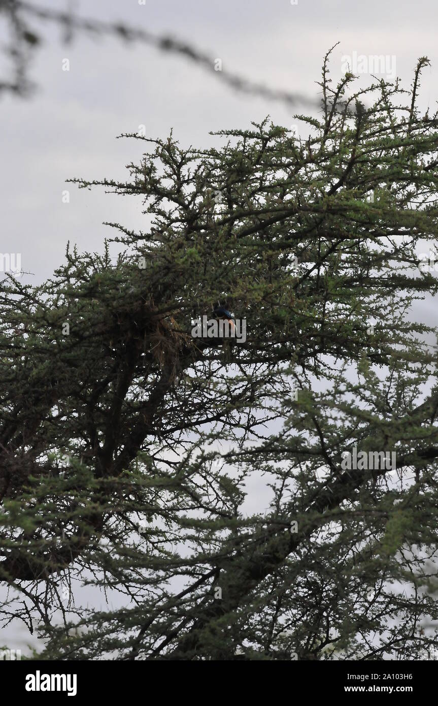 Trees in Ethiopia Stock Photo - Alamy