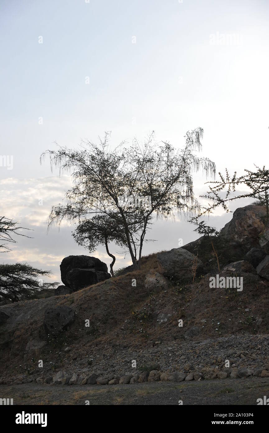Trees in Ethiopia Stock Photo - Alamy