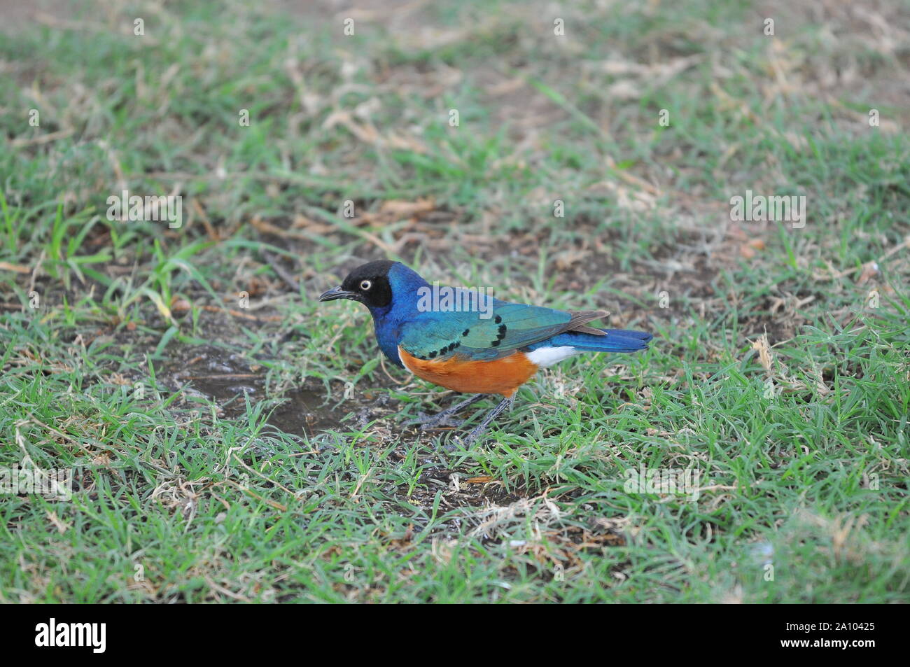 Colored little bird Stock Photo - Alamy