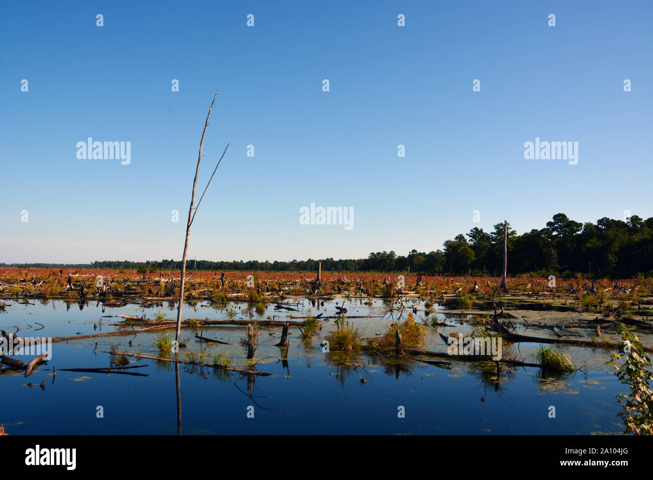 In 2019 the area of the 2011 Lateral West forest fire, which burned the ...