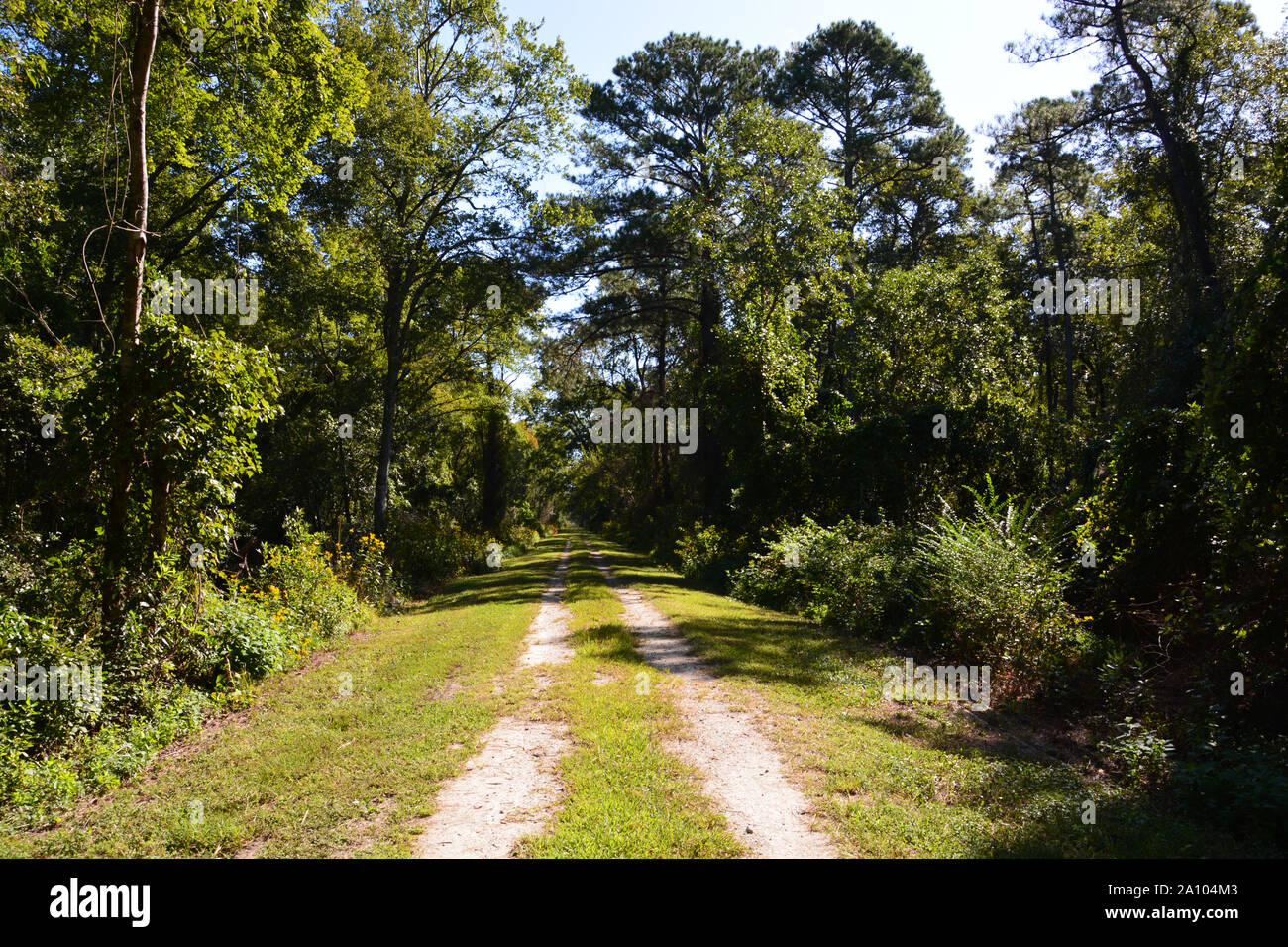 Looking down Kim Saunders Road in the Dismal Swamp State Park in Camden ...
