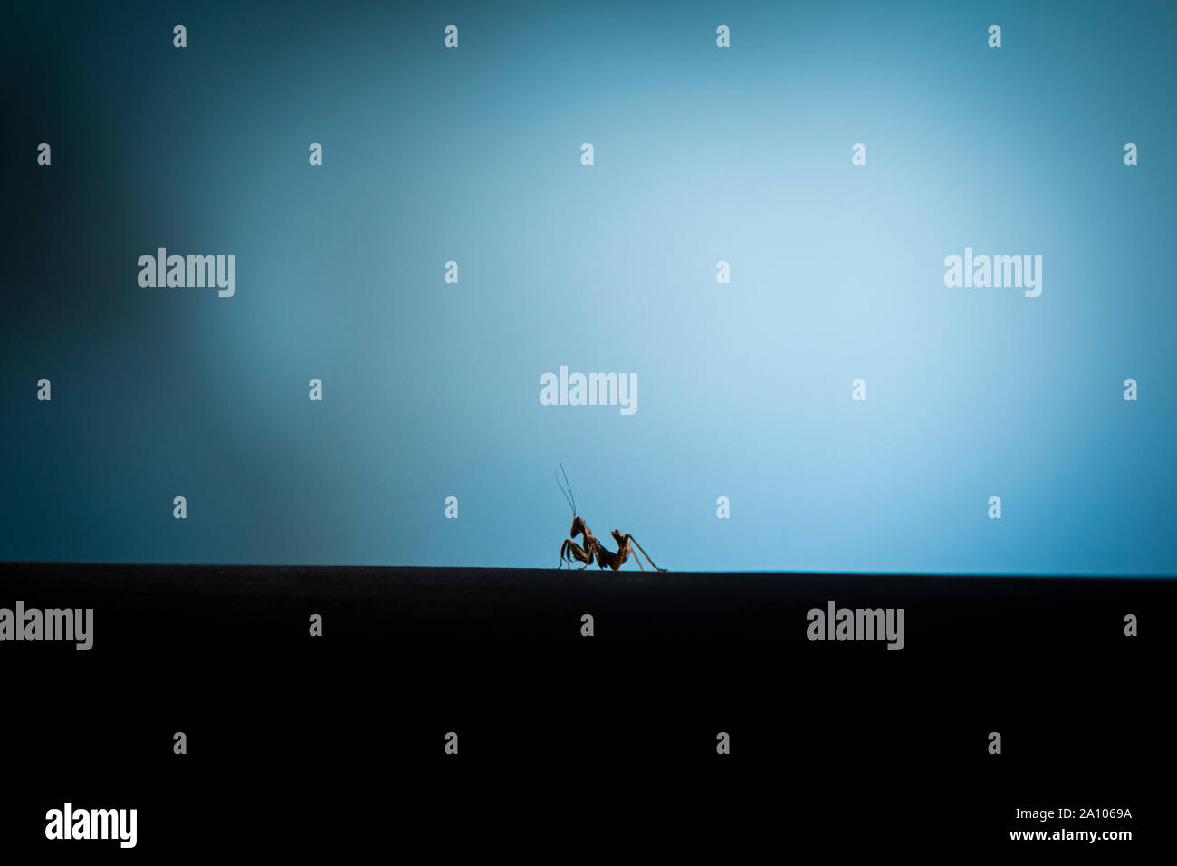 Tiny mantis crawling on plain black surface against blue background ...