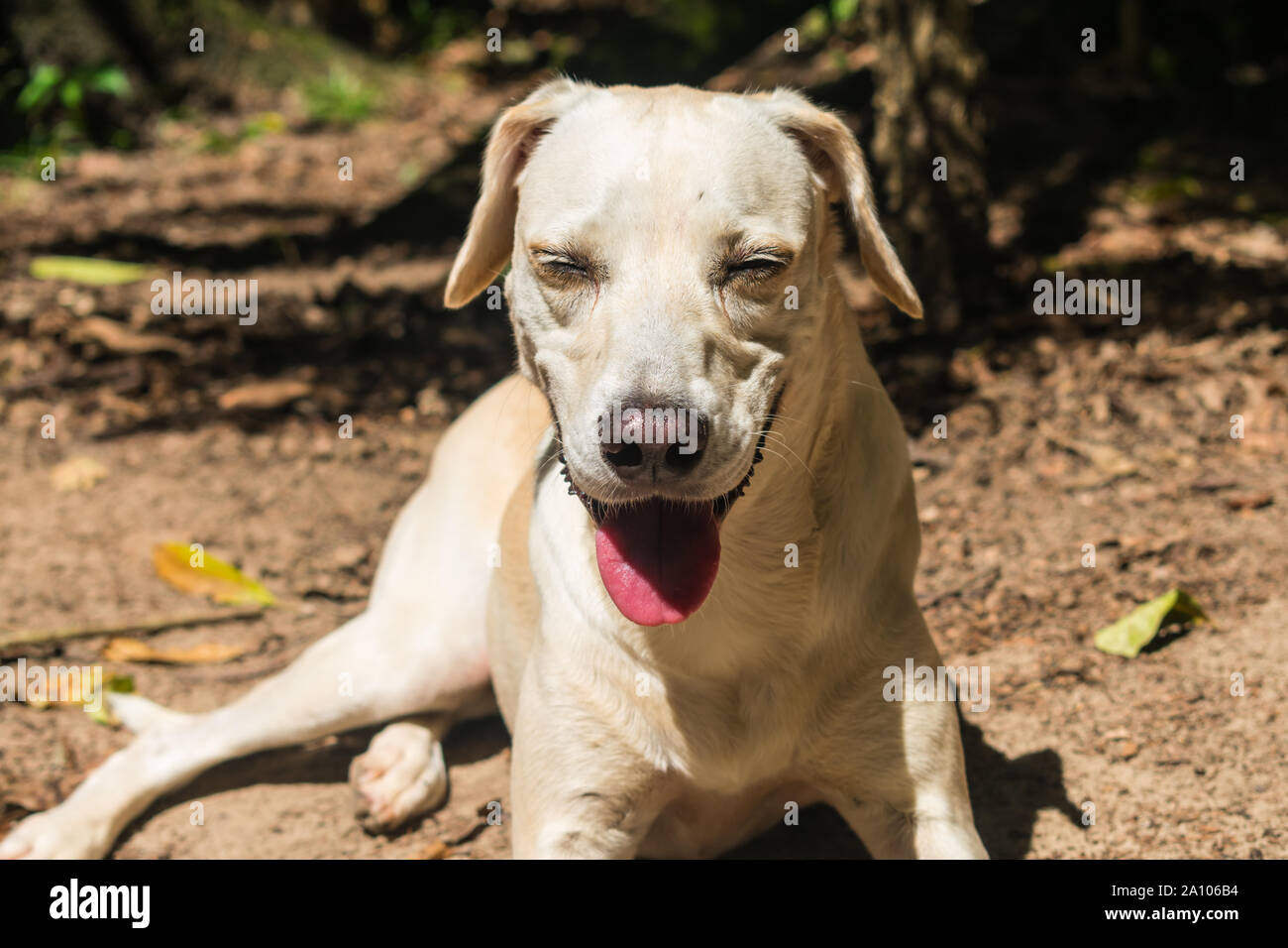 Dog with funny smiling face enjoying the sun in nature Stock Photo - Alamy
