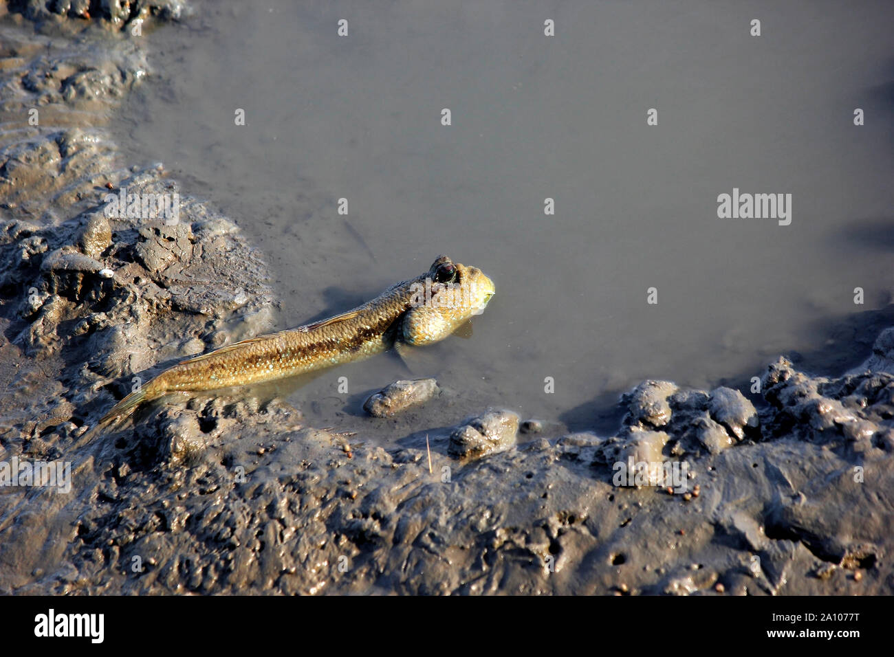 photo of mudskipper or amphibious fish in mangrove forest Stock Photo ...