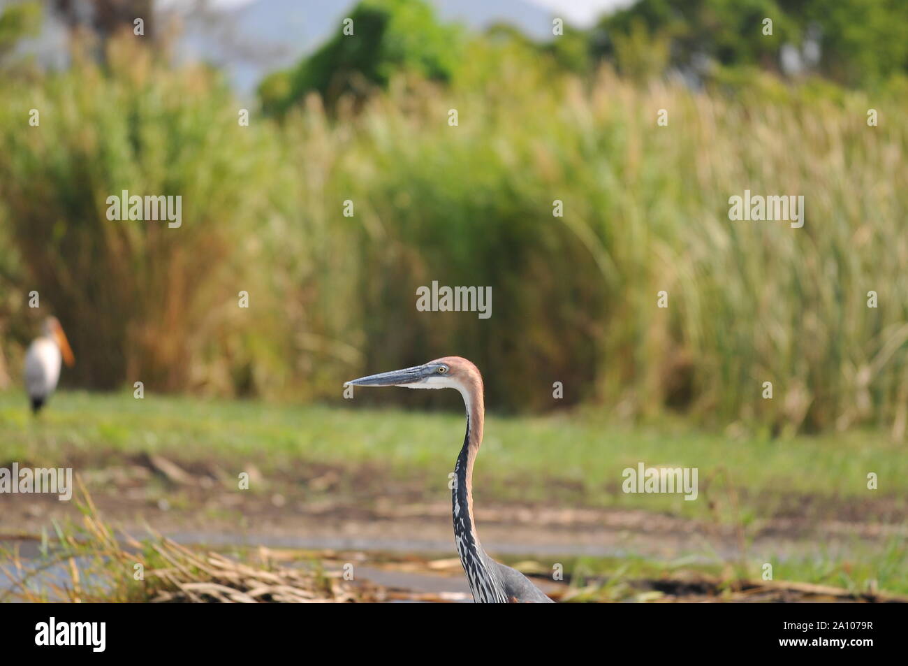 Birds in the storks oasis Stock Photo - Alamy