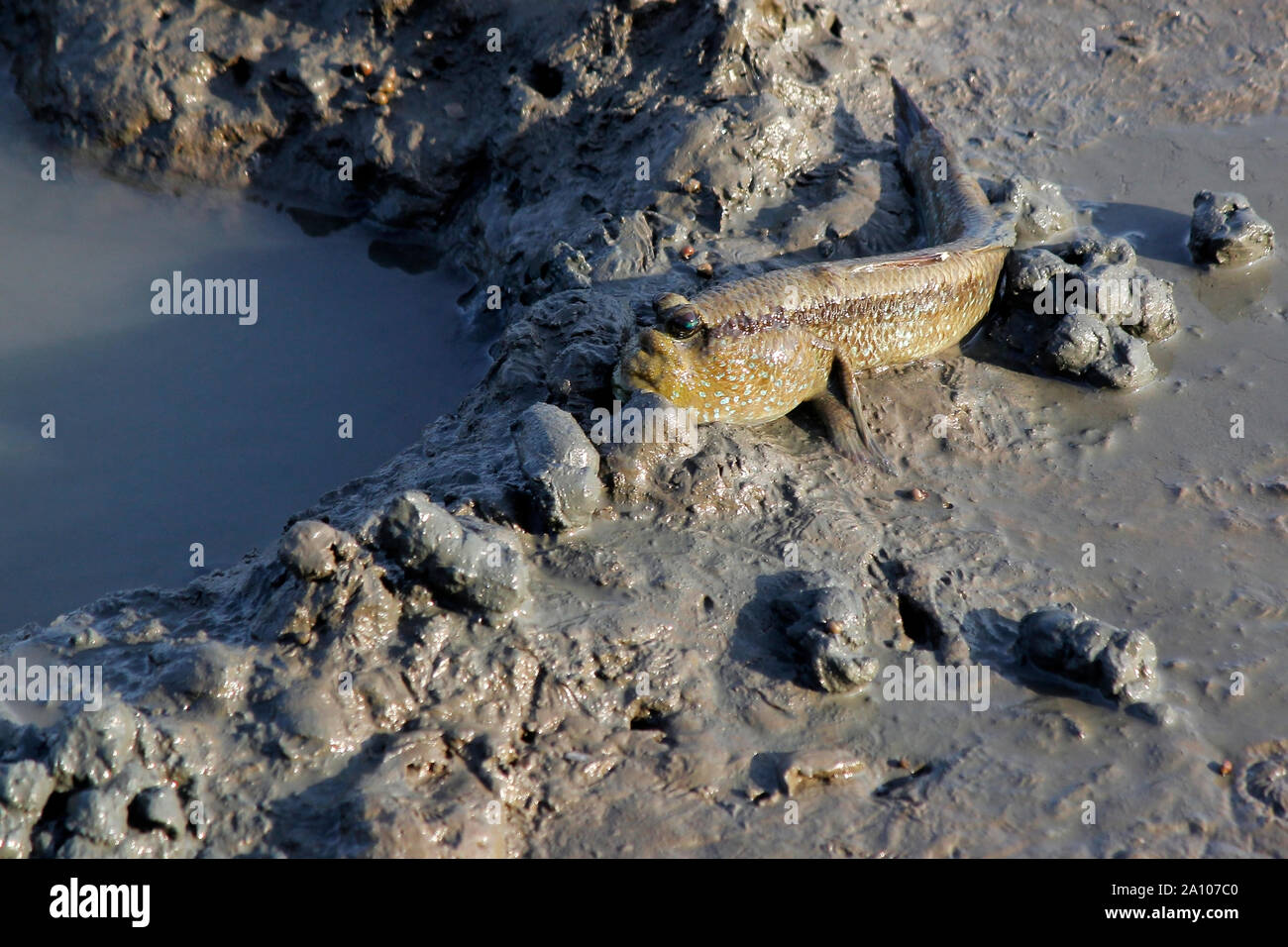 Lungfish in mud hi-res stock photography and images - Alamy