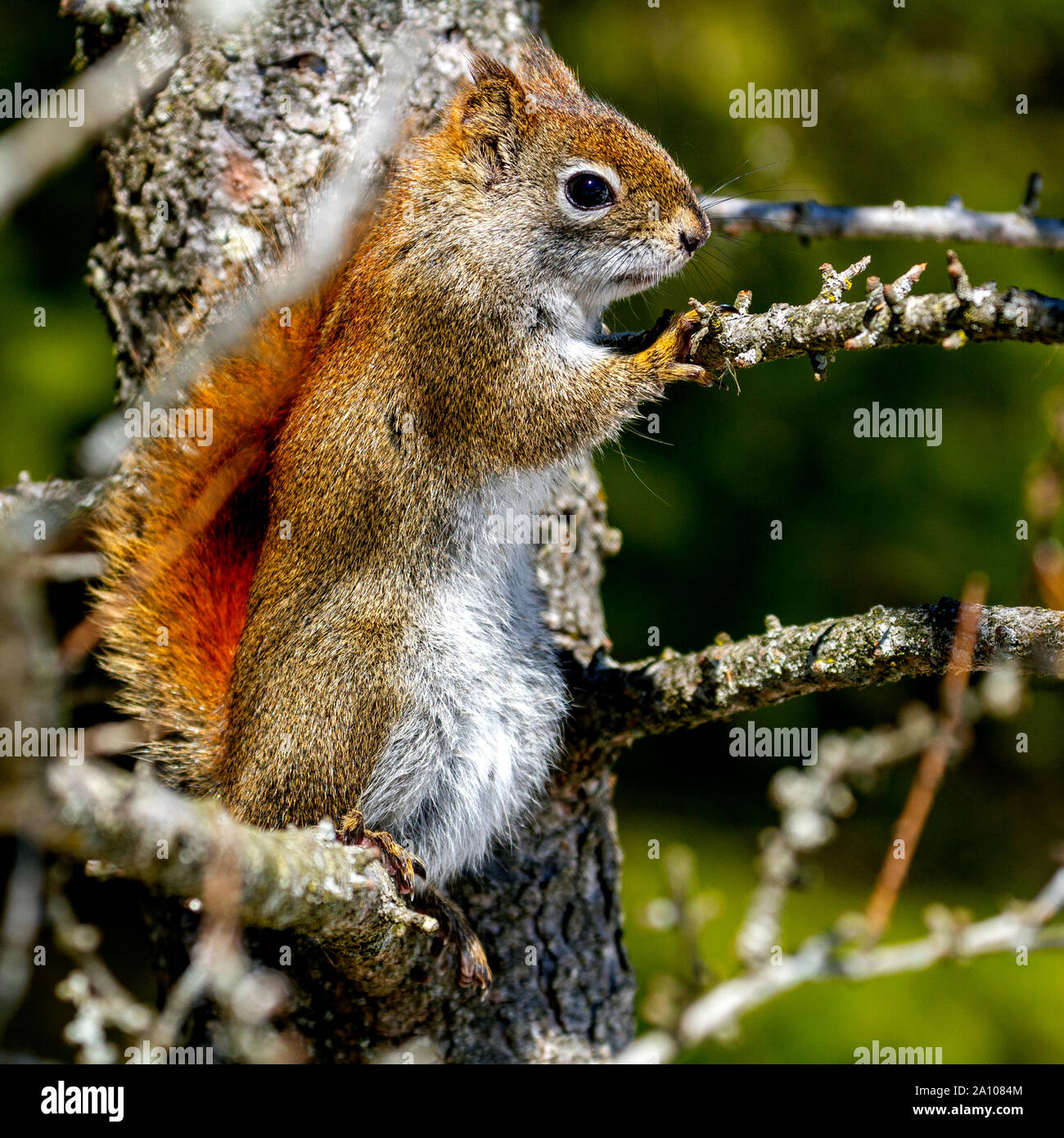 Eastern Red Squirrel High Resolution Stock Photography and Images - Alamy