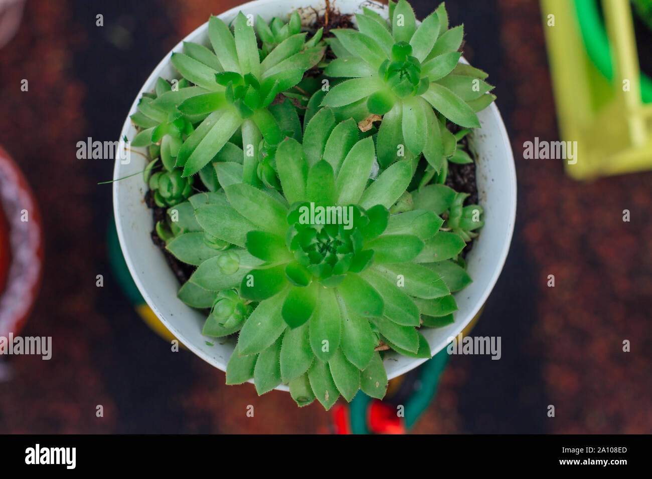 Green succulentus in a pot. Top view Stock Photo - Alamy