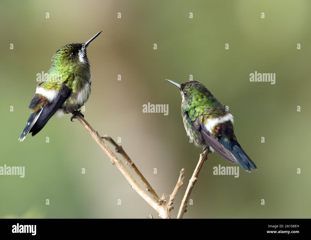 South american hummingbirds hi-res stock photography and images - Alamy
