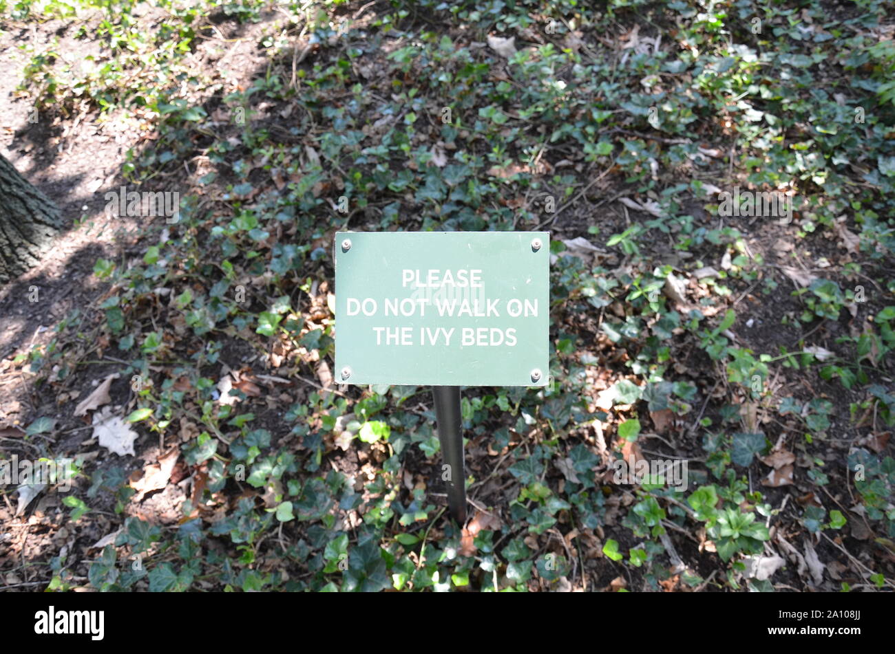 please do not walk in the ivy beds sign with ivy Stock Photo - Alamy