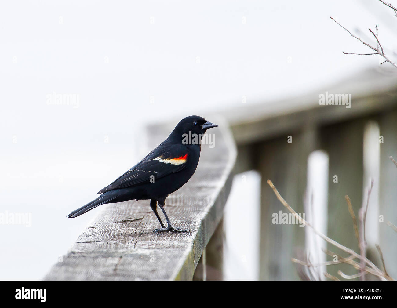 A red-winged blackbird on a wooden fence. Around Lac Boivin in Granby ...