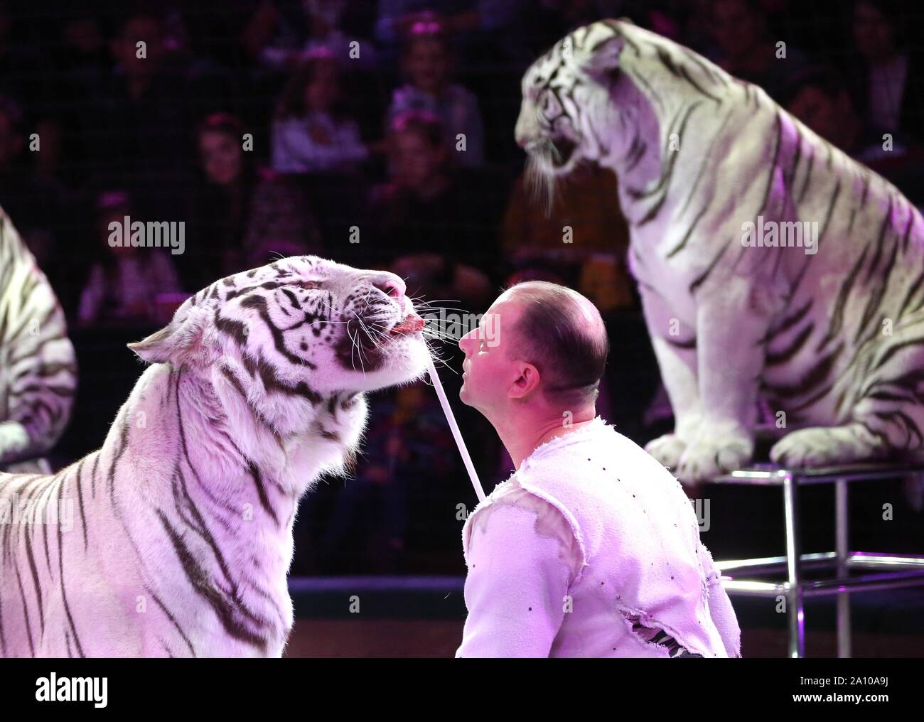Minsk, Belarus. 22nd Sep, 2019. A trainer performs with tigers at the ...