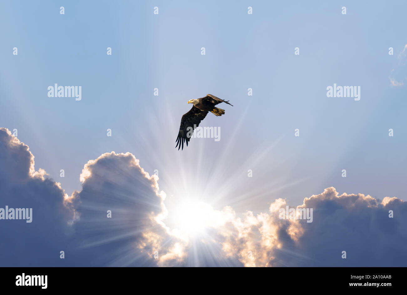 Eagle soaring sun hi-res stock photography and images - Alamy