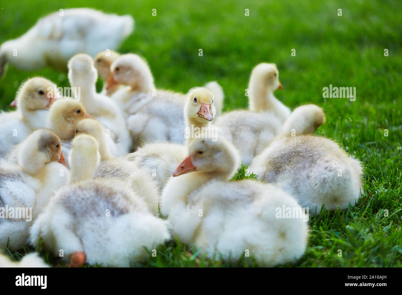 A gaggle of goslings, lying on grass. Geese grown for sale Stock Photo ...