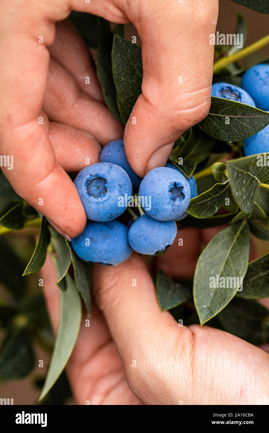 Hand holding freshly picked blueberries Stock Photo - Alamy