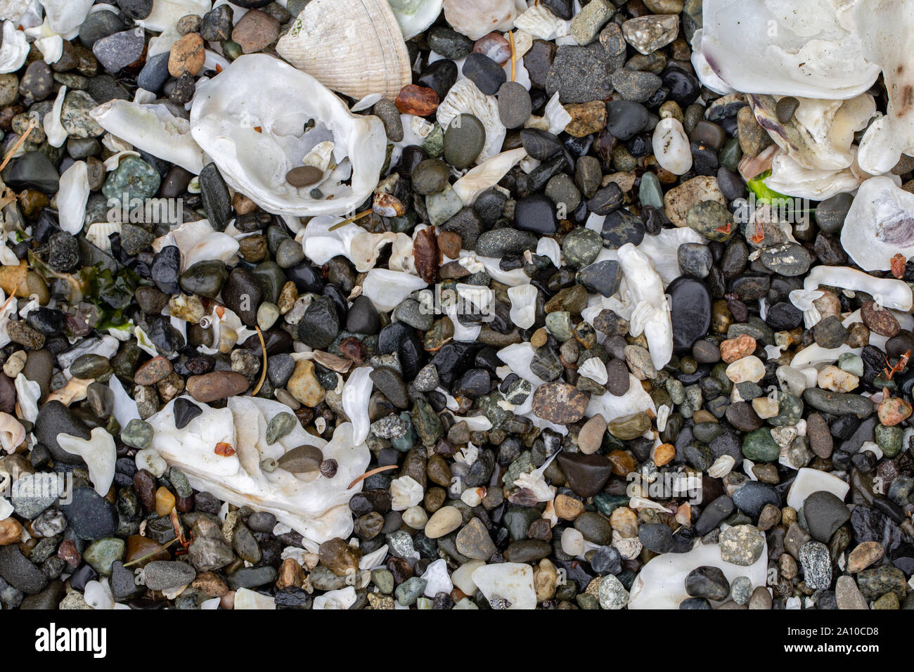 Rock and shell on the ground Stock Photo - Alamy
