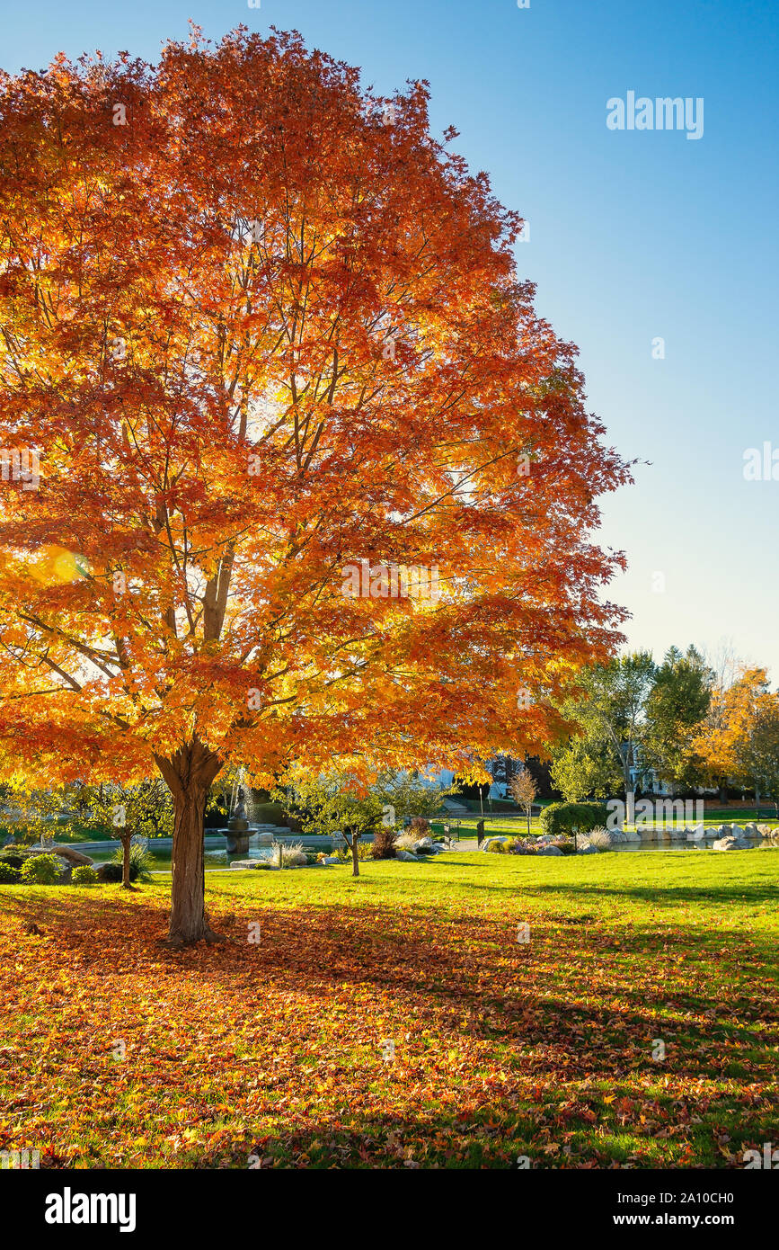 Large maple tree with colorful and bright autumn foliage leaves at a ...
