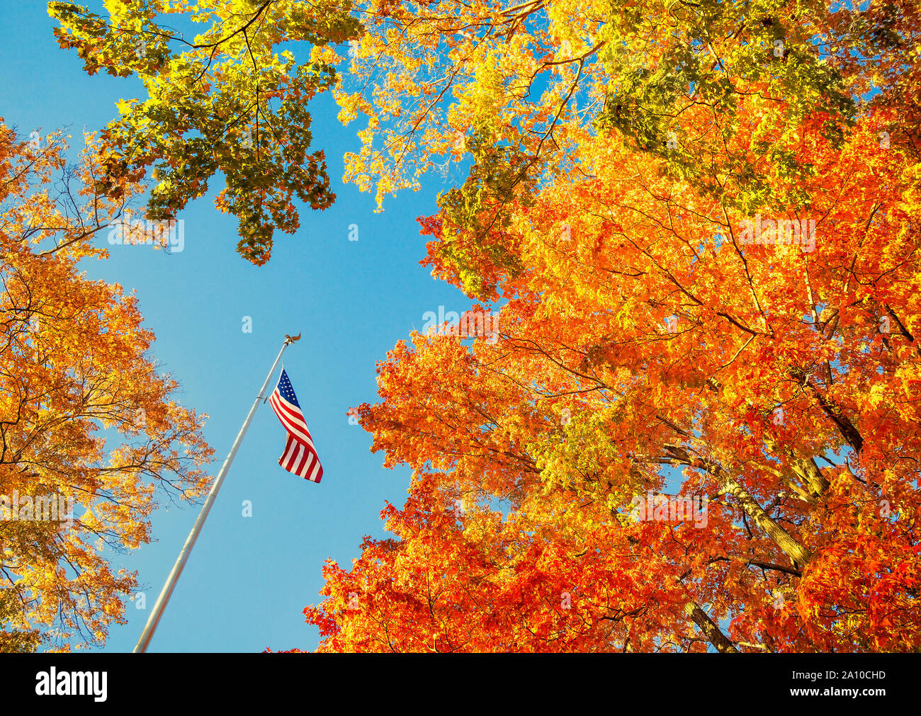American flag waving in the wind with beautiful autumn foliage tree ...