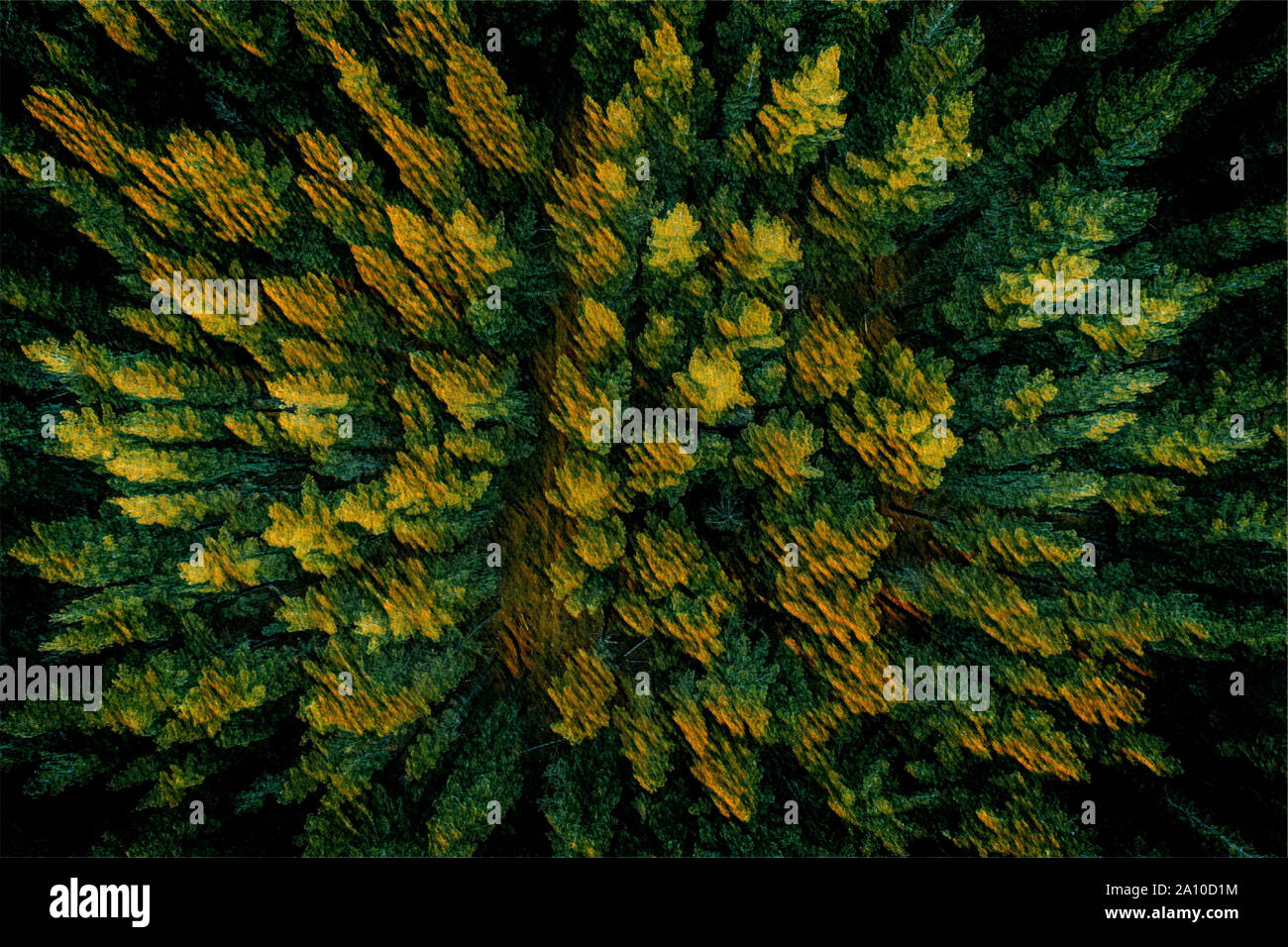 Looking down at tree tops in the forest at sunset - digital artwork ...