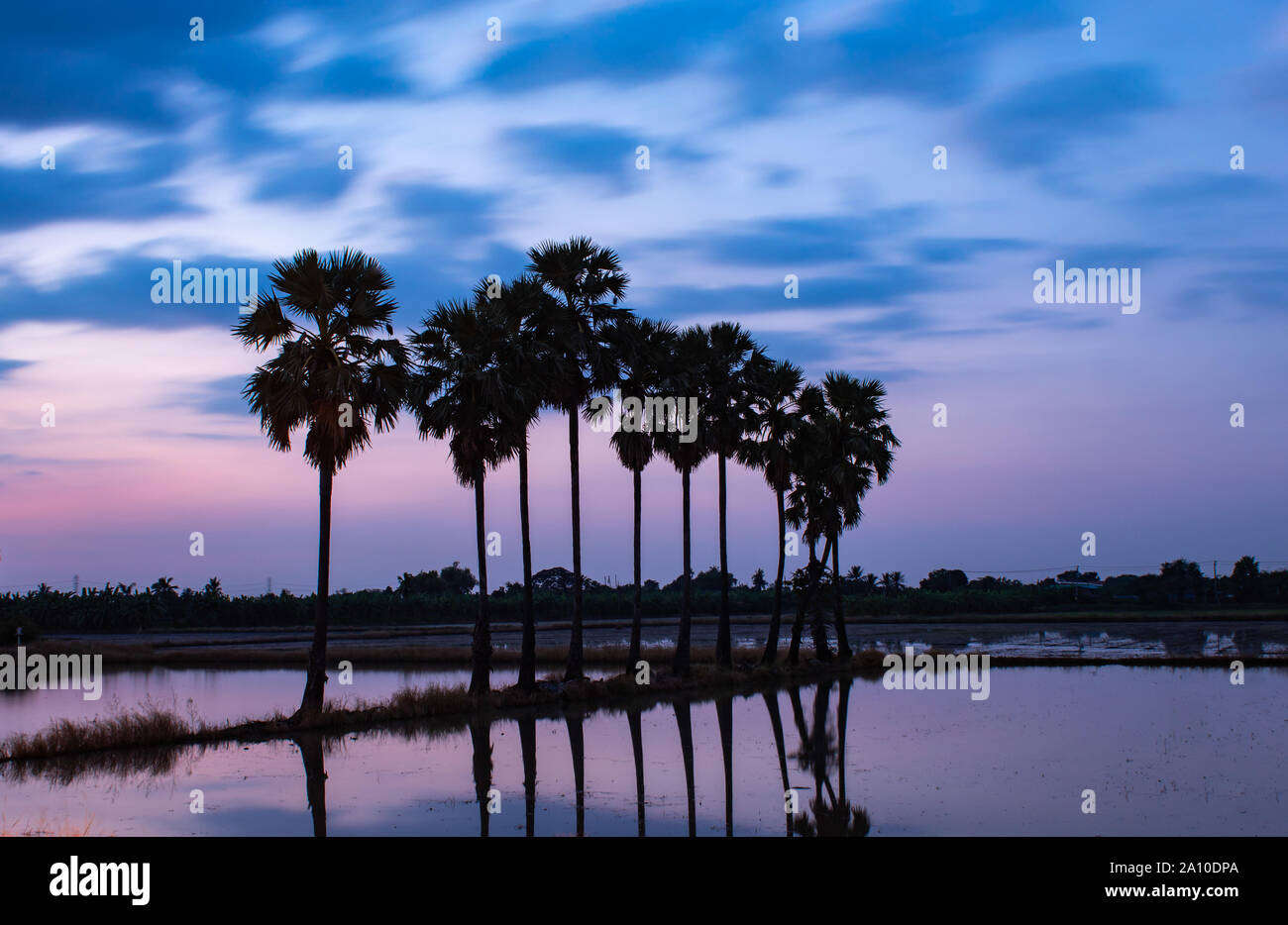 Palm trees at the ridge rice by beautiful and Sunset light Stock Photo ...