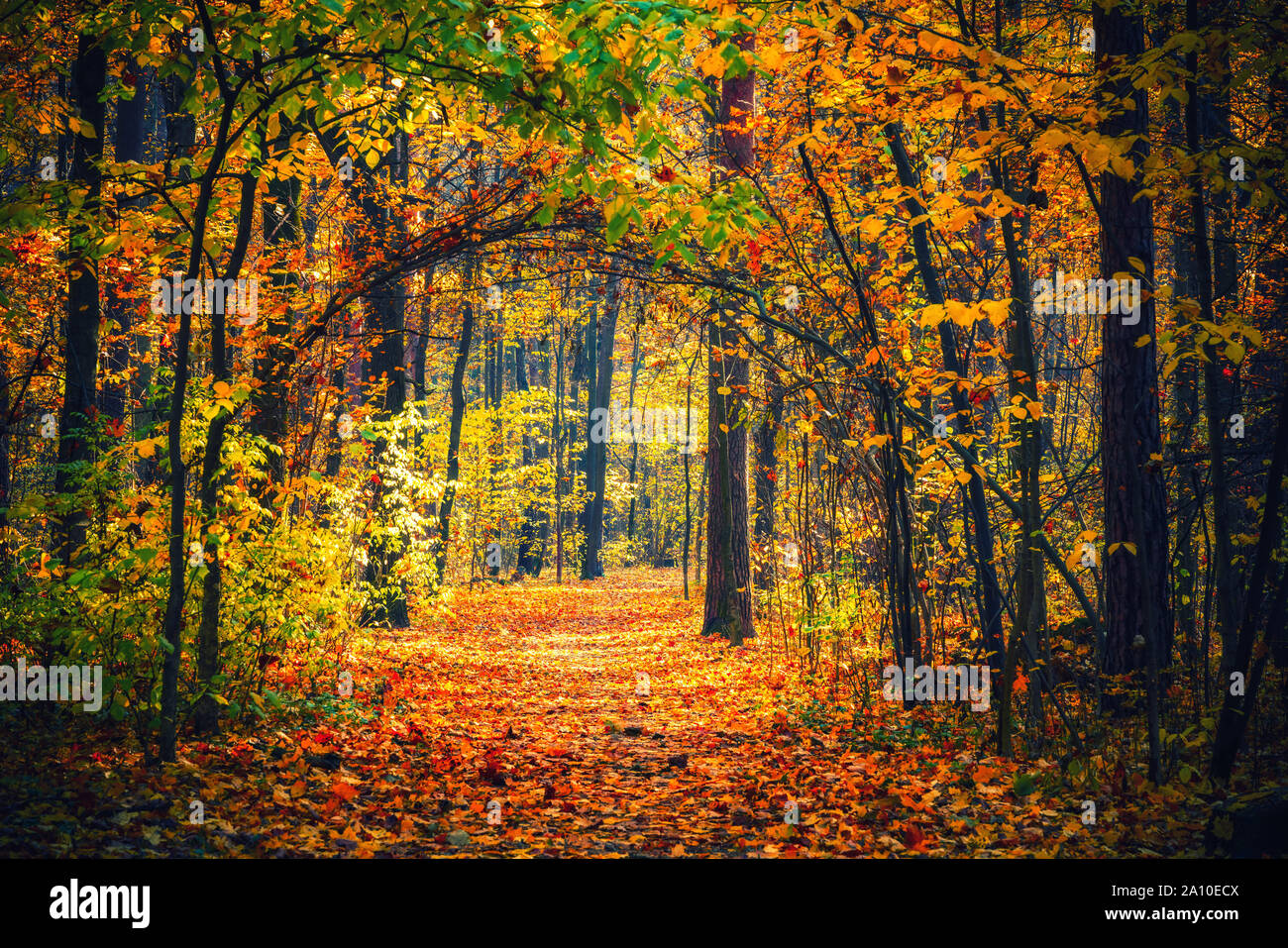 Pathway in autumn forest Stock Photo - Alamy