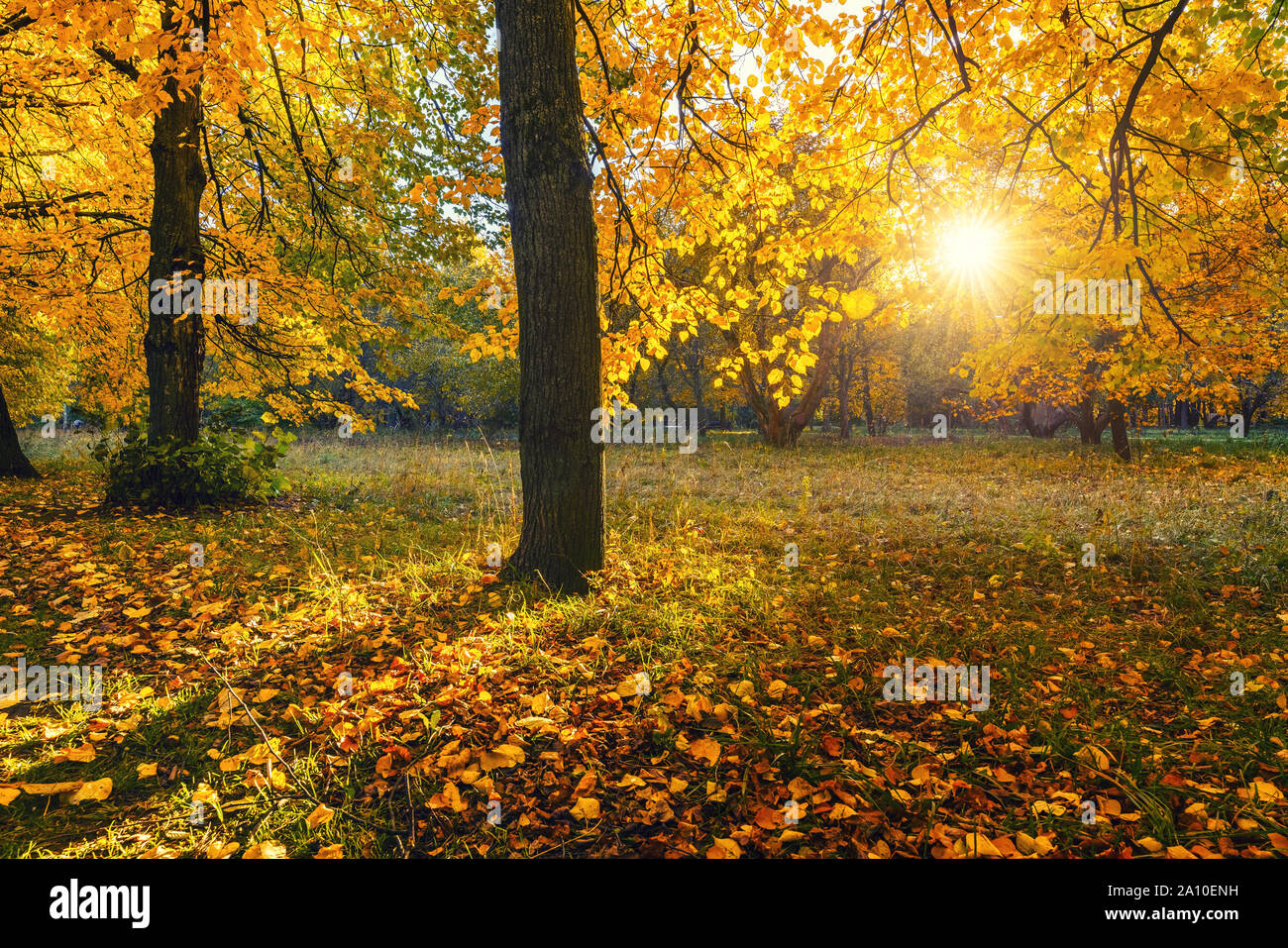 Bright tree hi-res stock photography and images - Alamy